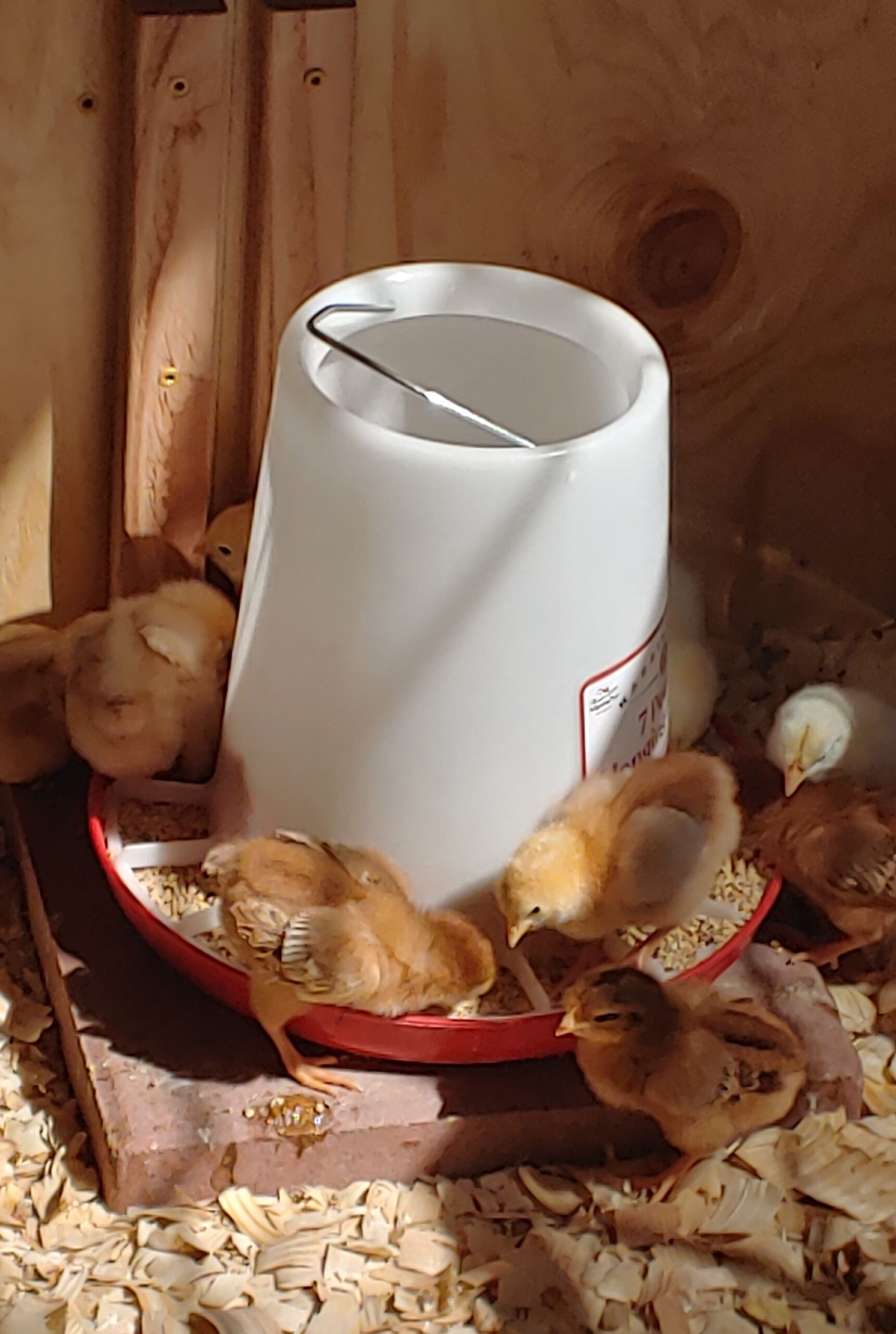 Welcome! Sharing some pictures for you to enjoy - Rusty Chain Farm