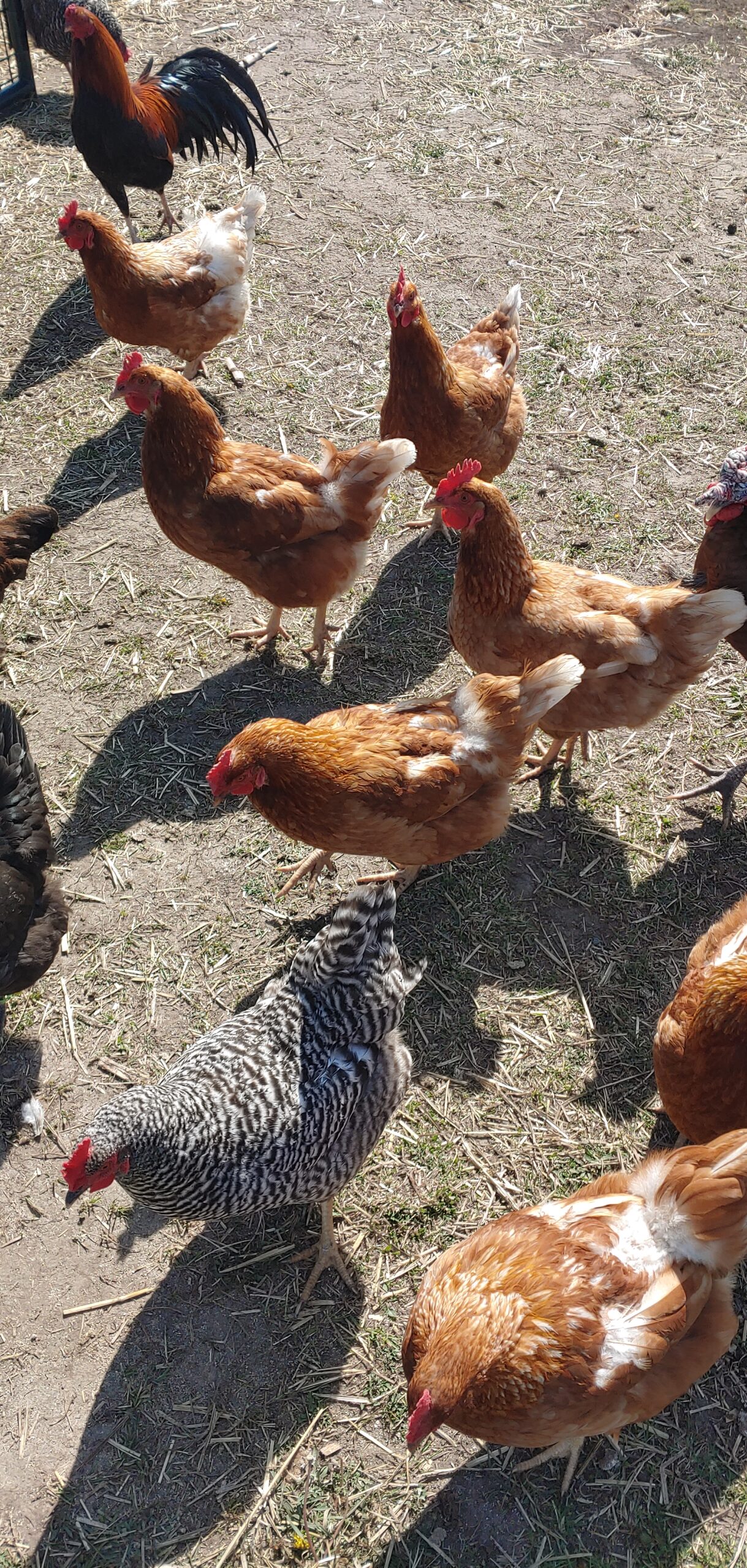 Welcome! Sharing some pictures for you to enjoy - Rusty Chain Farm