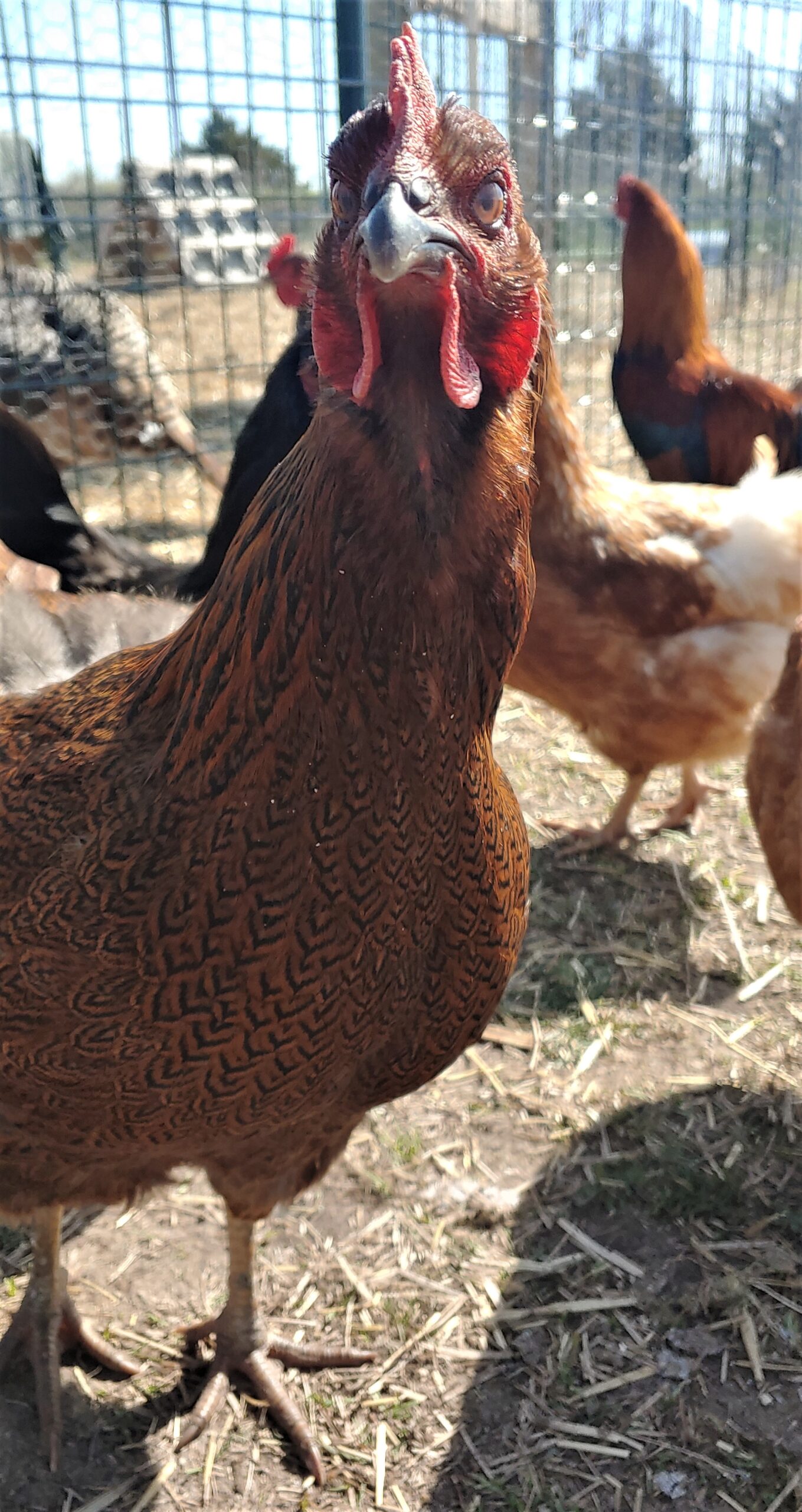 Welcome! Sharing some pictures for you to enjoy - Rusty Chain Farm