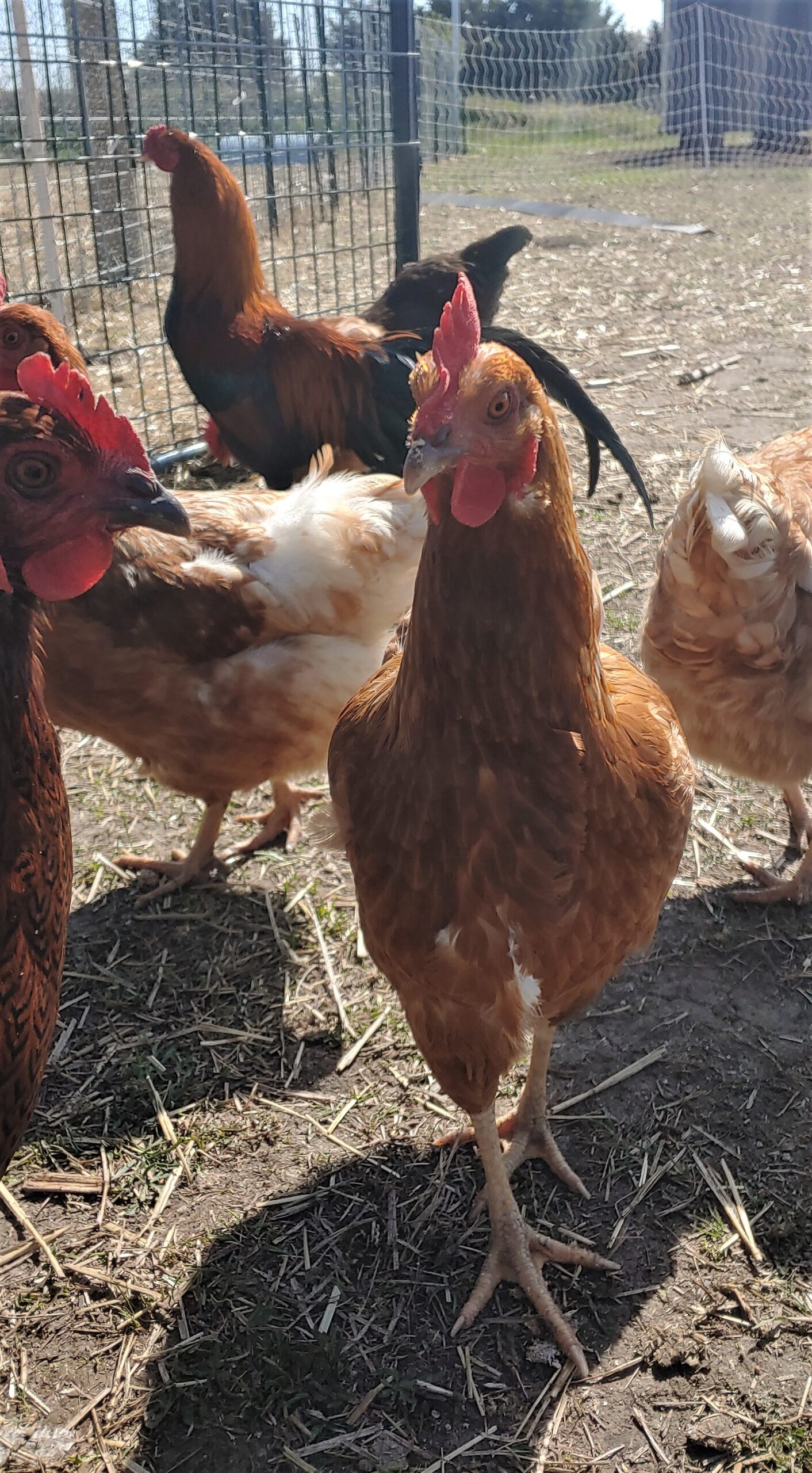 Welcome! Sharing some pictures for you to enjoy - Rusty Chain Farm