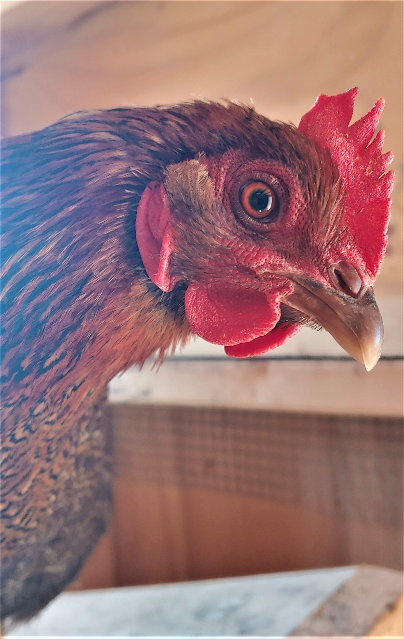 Welcome! Sharing some pictures for you to enjoy - Rusty Chain Farm