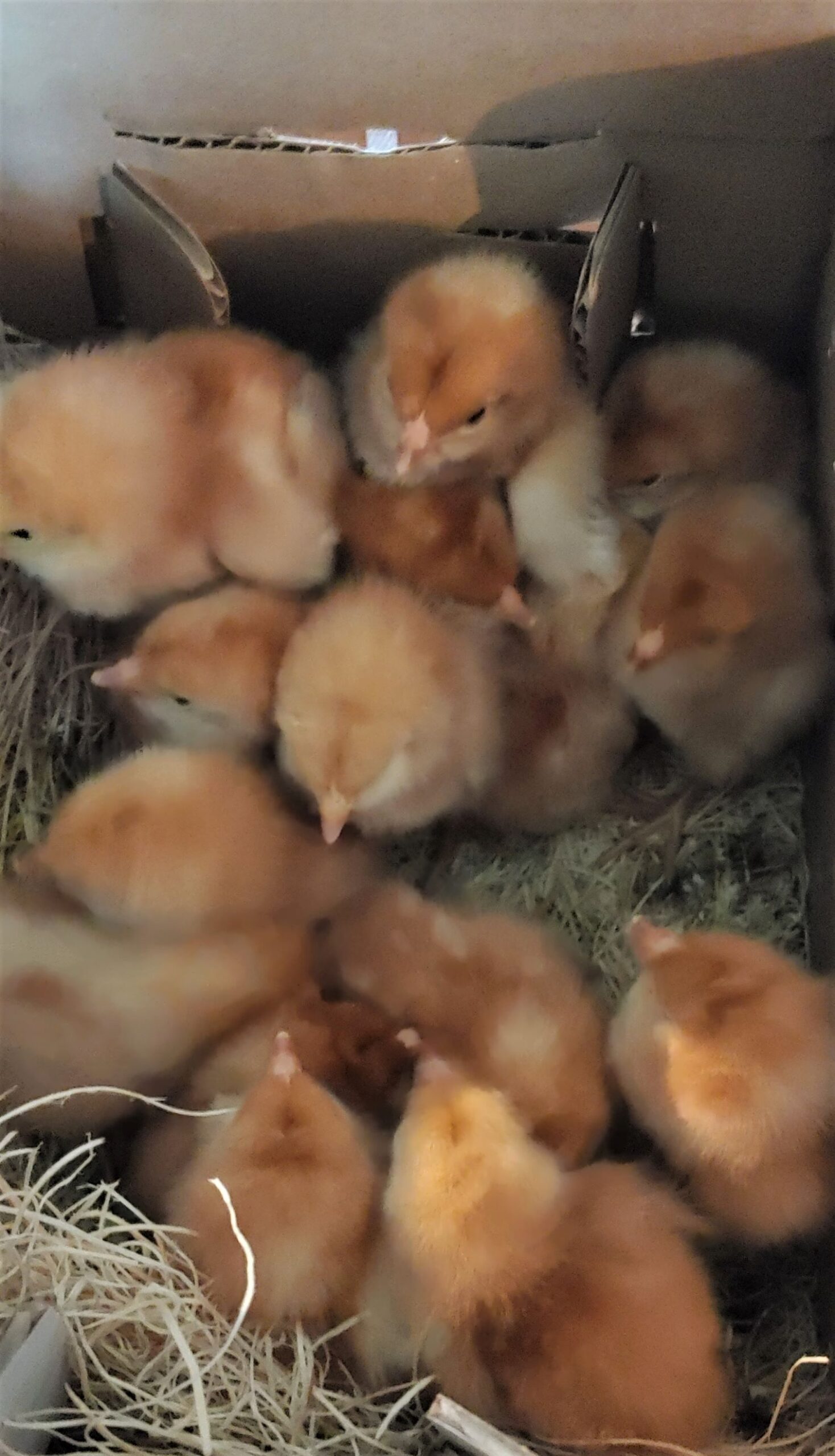 Look what showed up today - New Baby Chicks - Rusty Chain Farm
