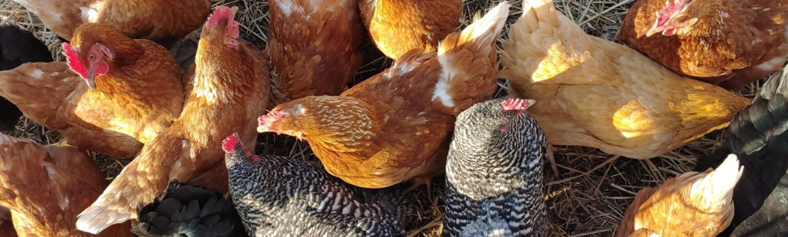 Can you eat fertilized chicken eggs? - Rusty Chain Farm