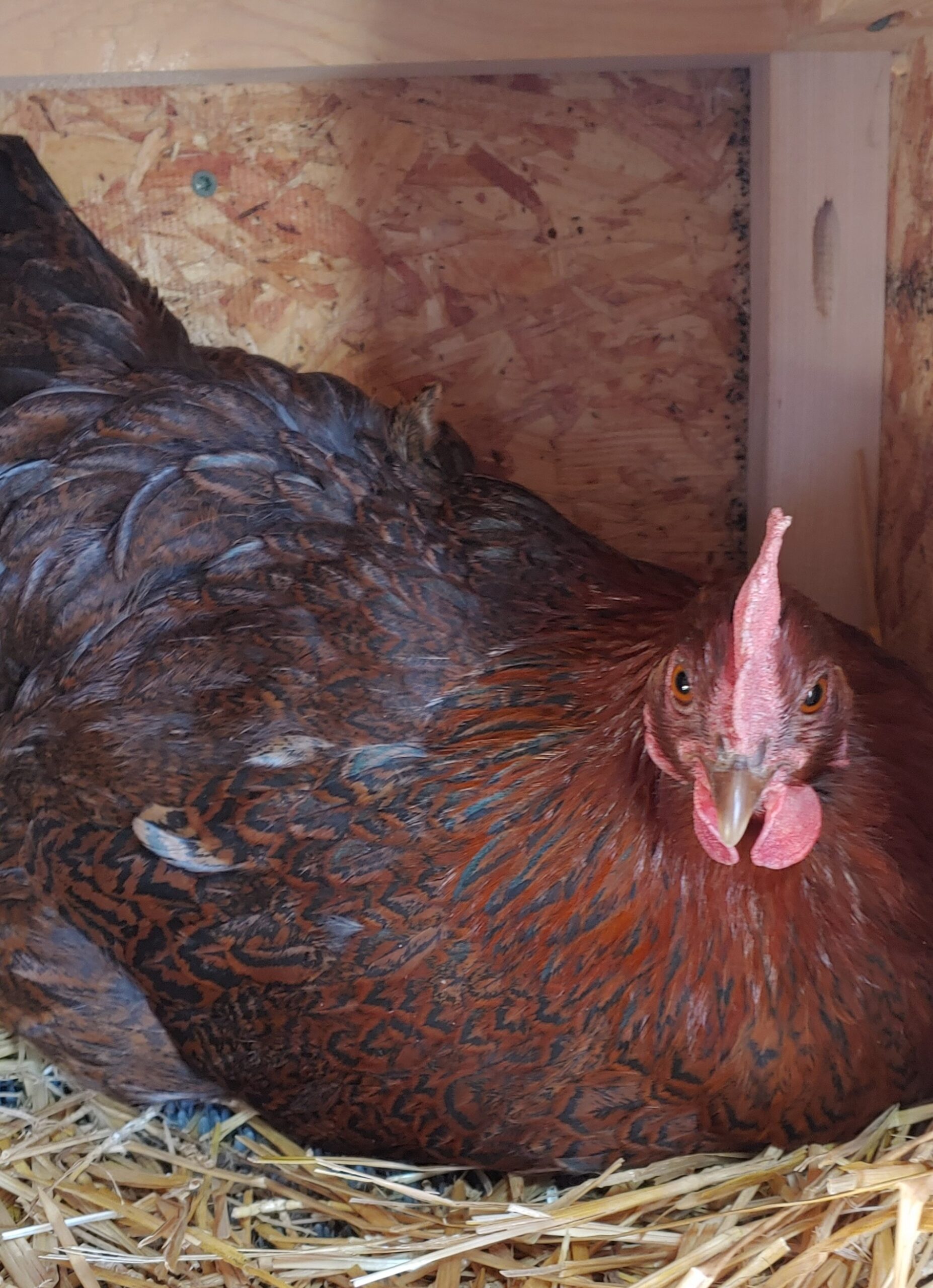 Meet Cocoa - Rusty Chain Farm